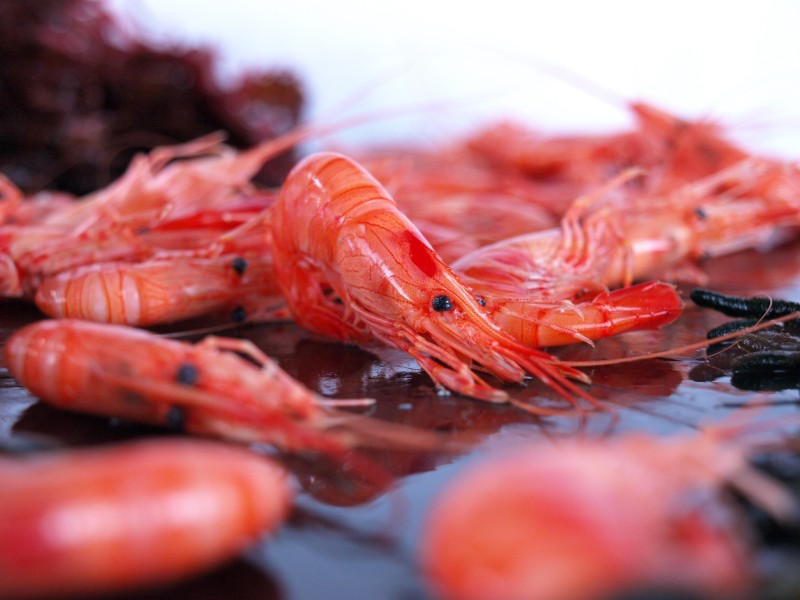 Crustáceos vs Moluscos: Nutrición y selección en Mariscoriasbajas.com ...